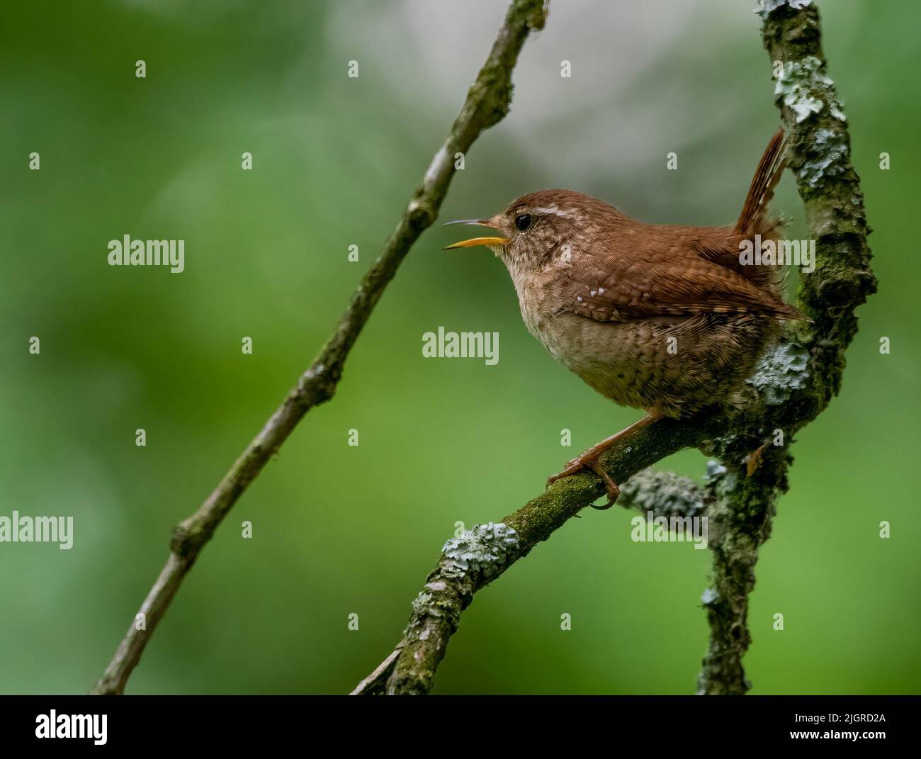 A cute Eurasian Wren on a tree branch Stock Photo - Alamy