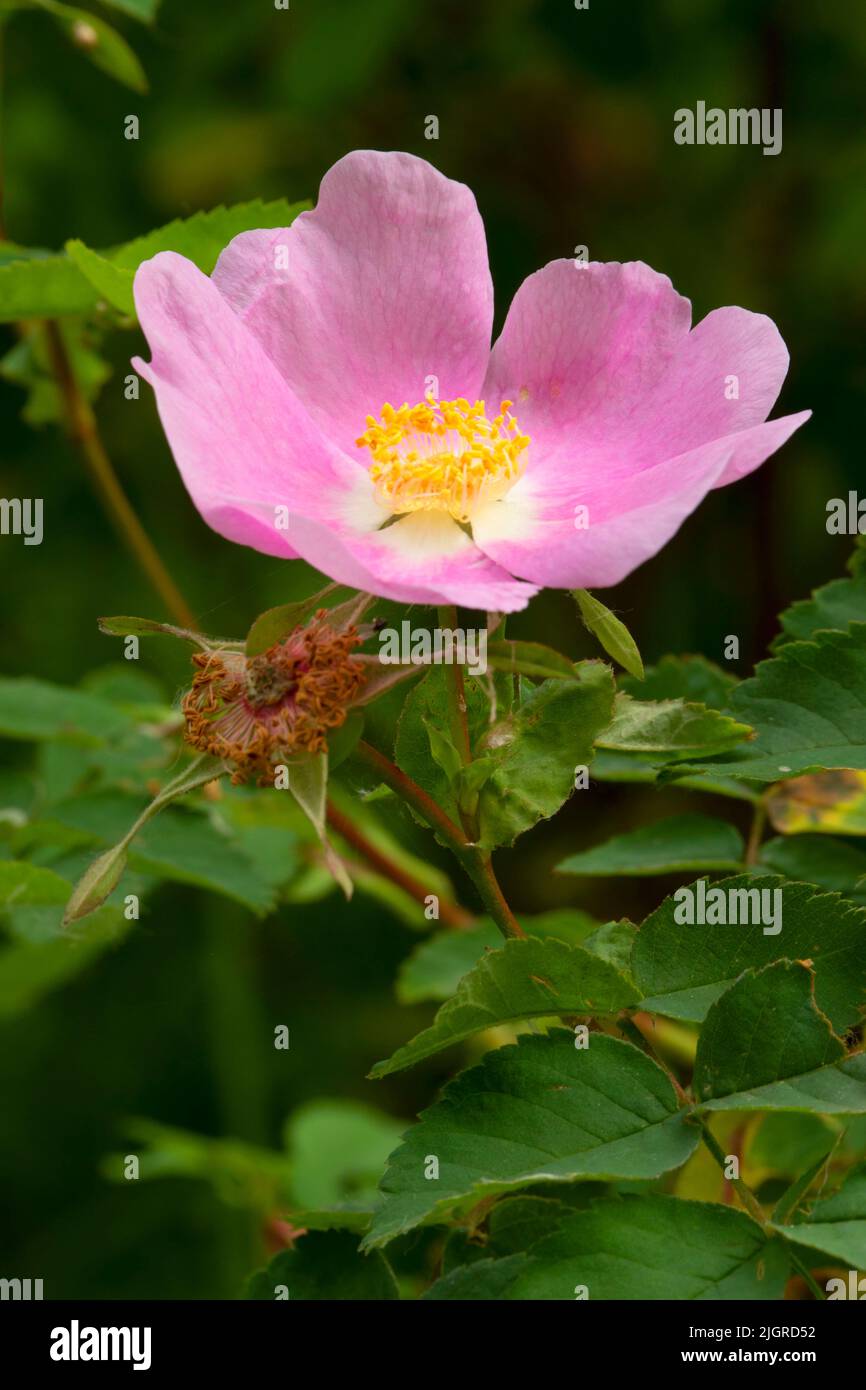 Wild rose, Willamette Mission State Park, Oregon Stock Photo - Alamy