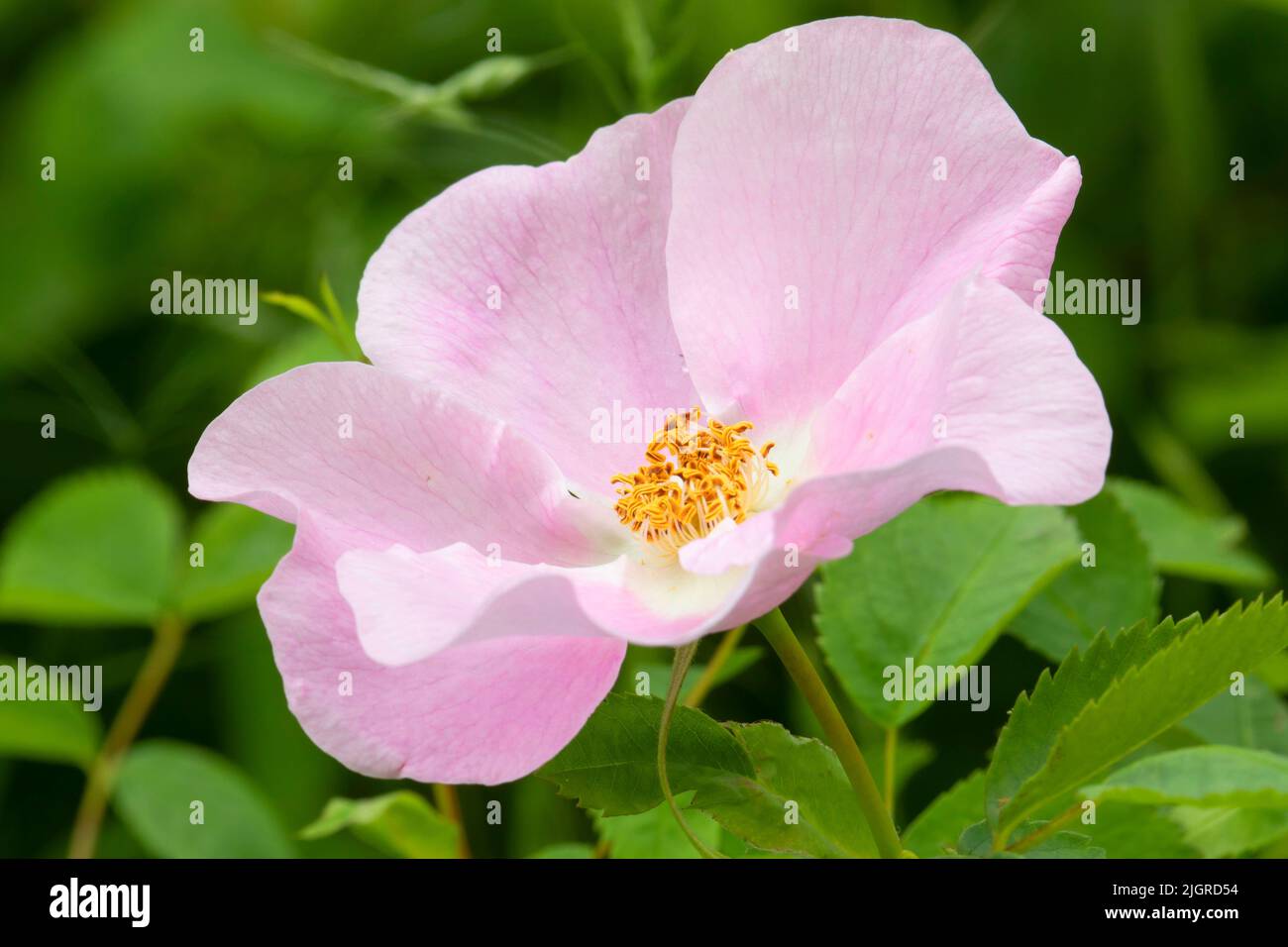 Wild rose, Willamette Mission State Park, Oregon Stock Photo - Alamy