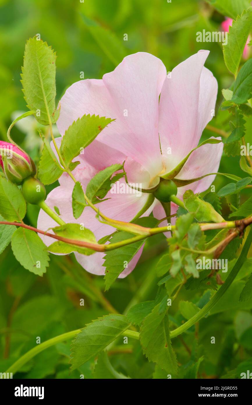 Wild rose, Willamette Mission State Park, Oregon Stock Photo - Alamy