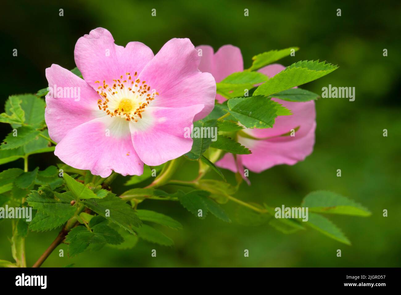 Wild rose, Willamette Mission State Park, Oregon Stock Photo - Alamy