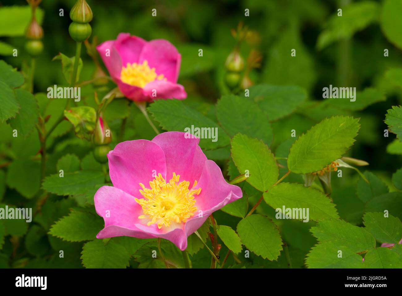 Wild rose, Willamette Mission State Park, Oregon Stock Photo - Alamy
