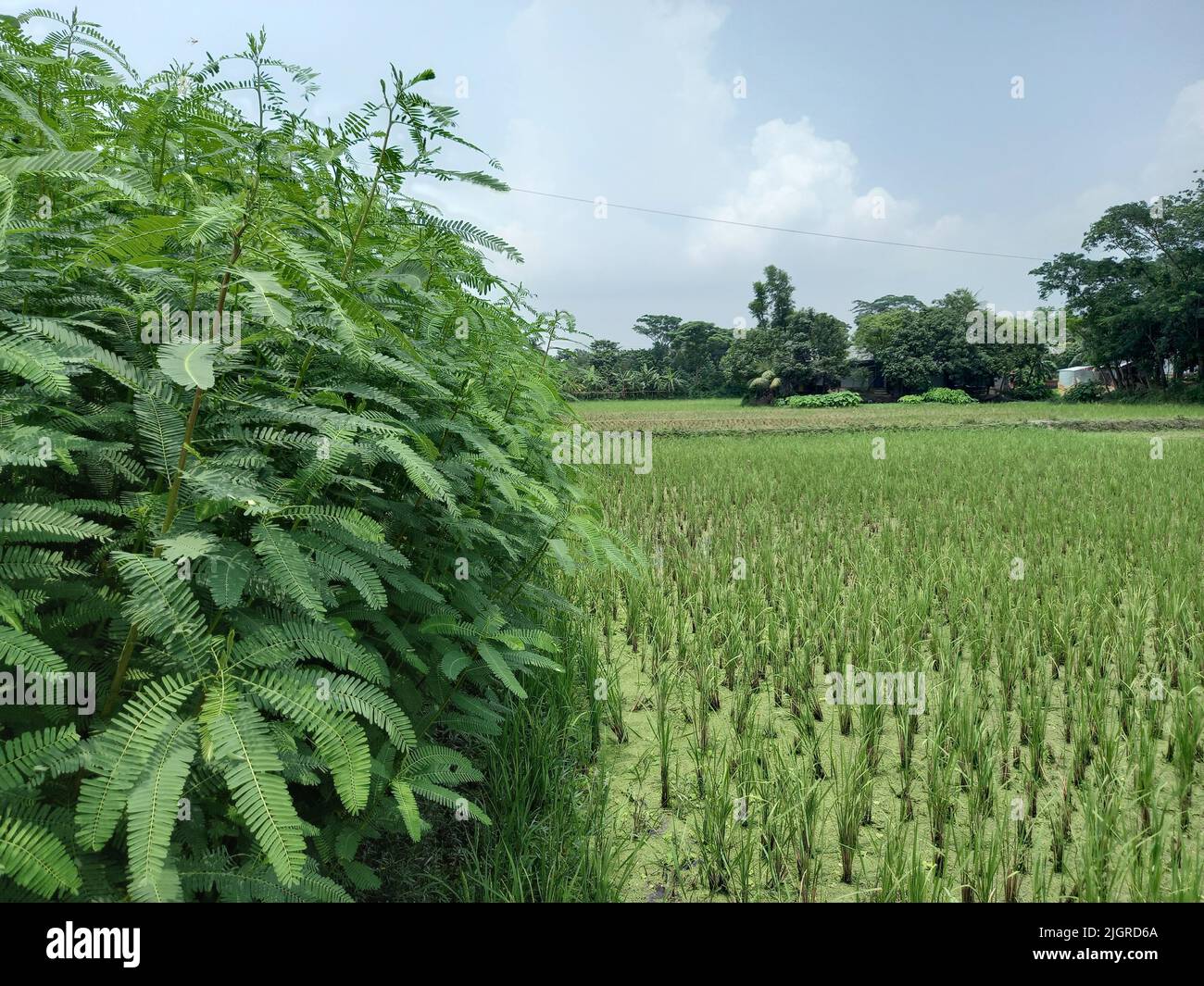 Tamarind plant hi-res stock photography and images - Alamy
