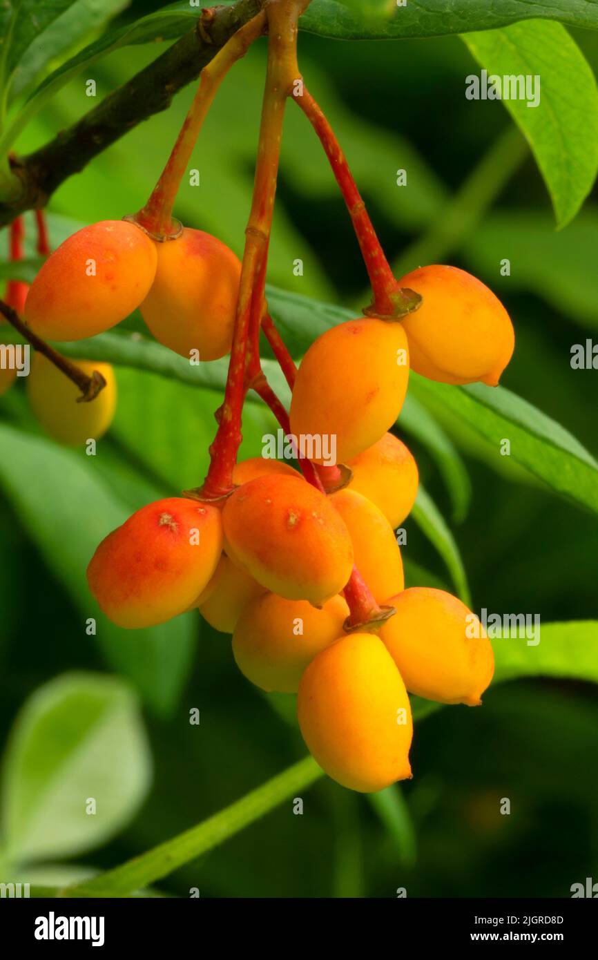 Indian plum (Oemleria cerasiformis), Aumsville Ponds County Park, Linn ...