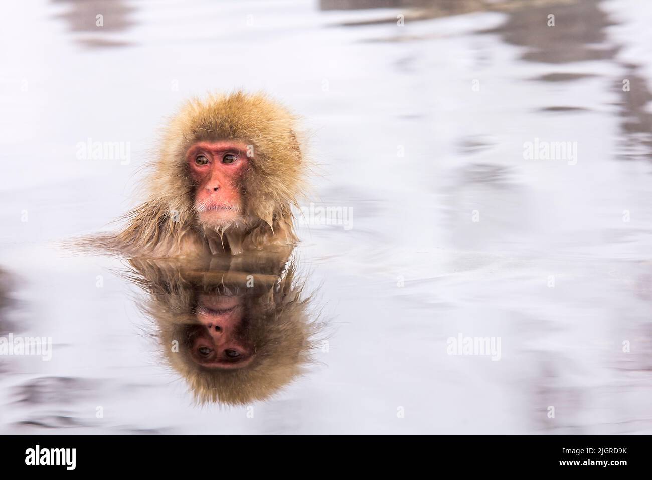 A Japanese macaque on the river swimming Stock Photo - Alamy