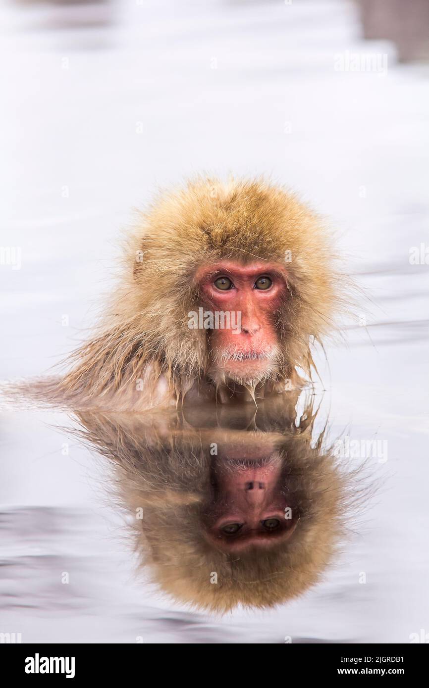 A Japanese macaque on the river swimming Stock Photo - Alamy