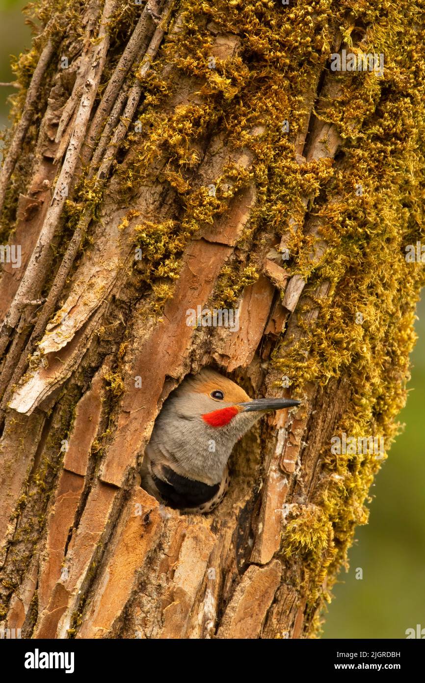 Northern flicker (Colaptes auratus) in nest hole, Aumsville Ponds ...