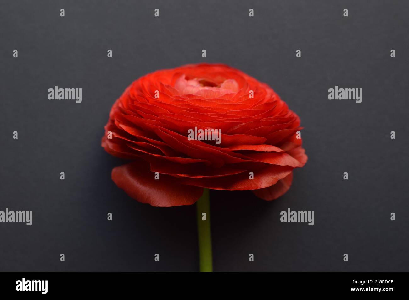 One beautiful ranunculus flower of red color on a dark background Stock ...