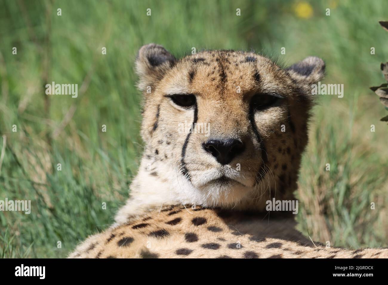 A closeup of South African cheetah looking back at the camera Stock ...