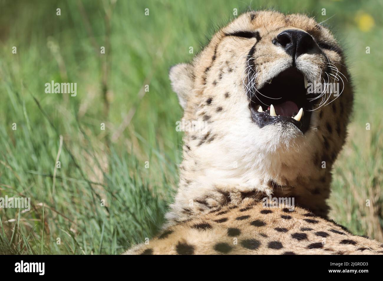 A closeup of South African cheetah yawning while resting on green grass ...