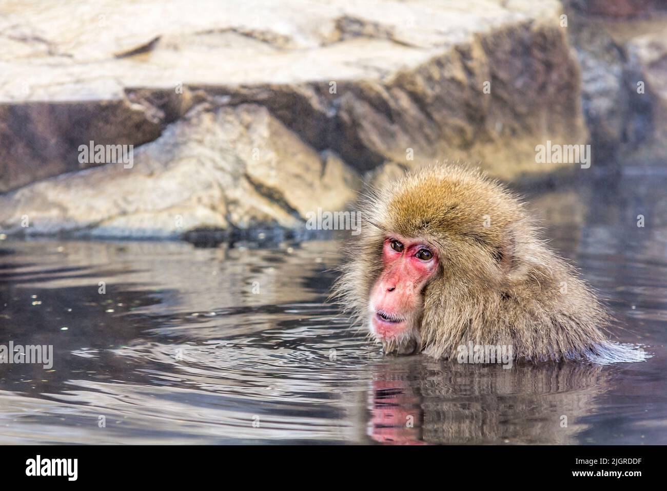 A Japanese macaque on the river swimming Stock Photo - Alamy