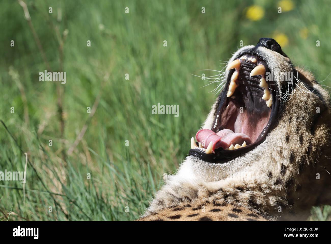 A closeup of South African cheetah yawning while resting on green grass ...