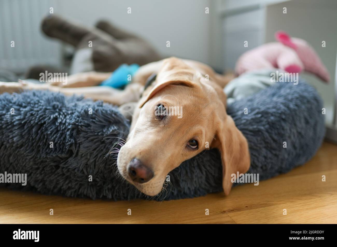 A close-up view of the Labrador Retriever laying on the dog bed in the ...