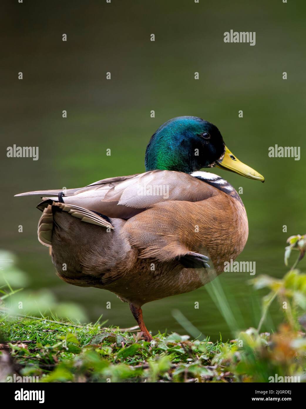 A Mallard duck in natural habitat Stock Photo - Alamy