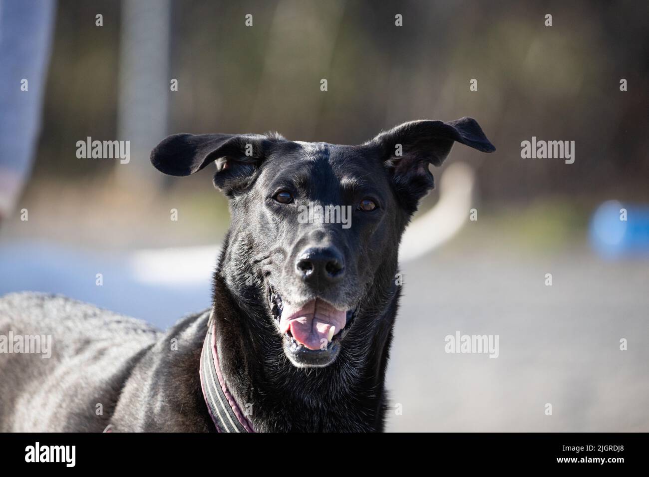 Majorca shepherd hi-res stock photography and images - Alamy