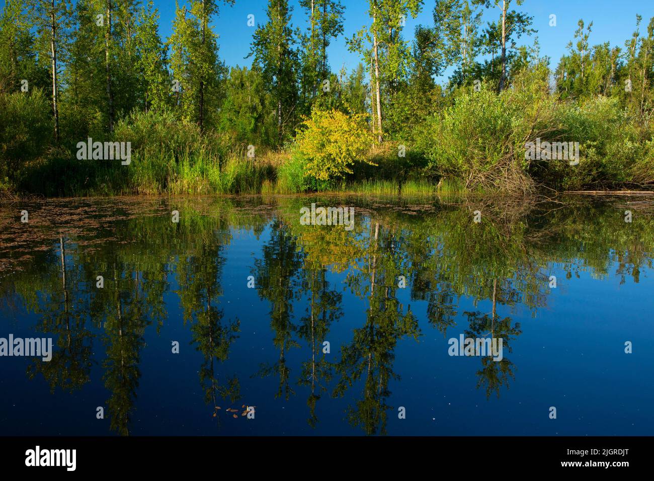Wildlife pond ponds hi-res stock photography and images - Alamy