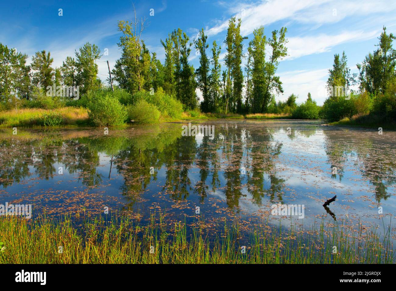 Wildlife pond ponds hi-res stock photography and images - Alamy