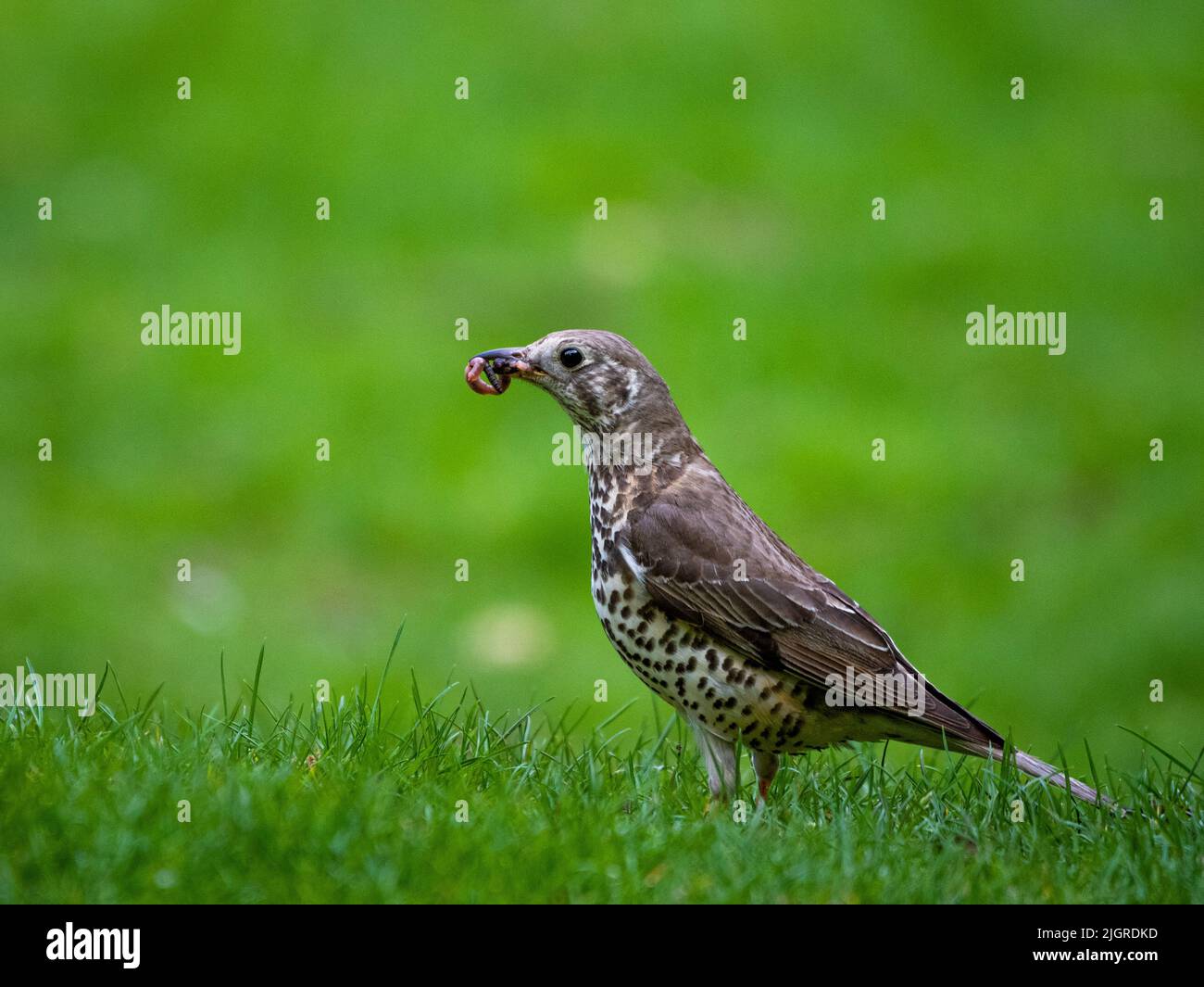 Thrush habitat hi-res stock photography and images - Alamy