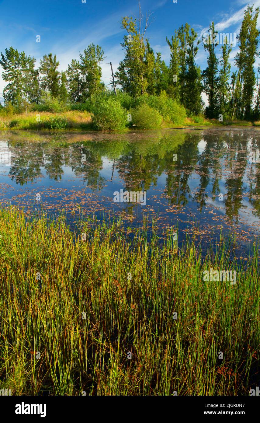 Wetland pond, St Louis Ponds Wildlife Area, Marion County, Oregon Stock ...