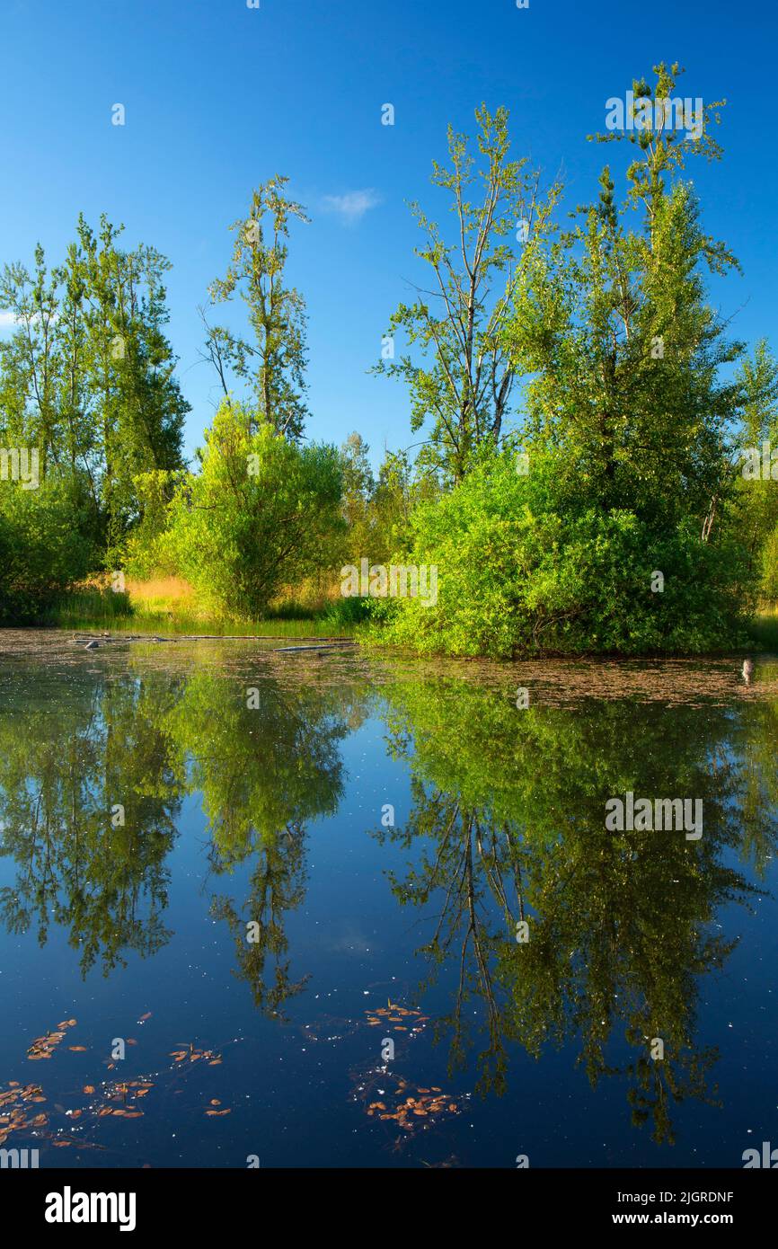 Wetland pond, St Louis Ponds Wildlife Area, Marion County, Oregon Stock ...