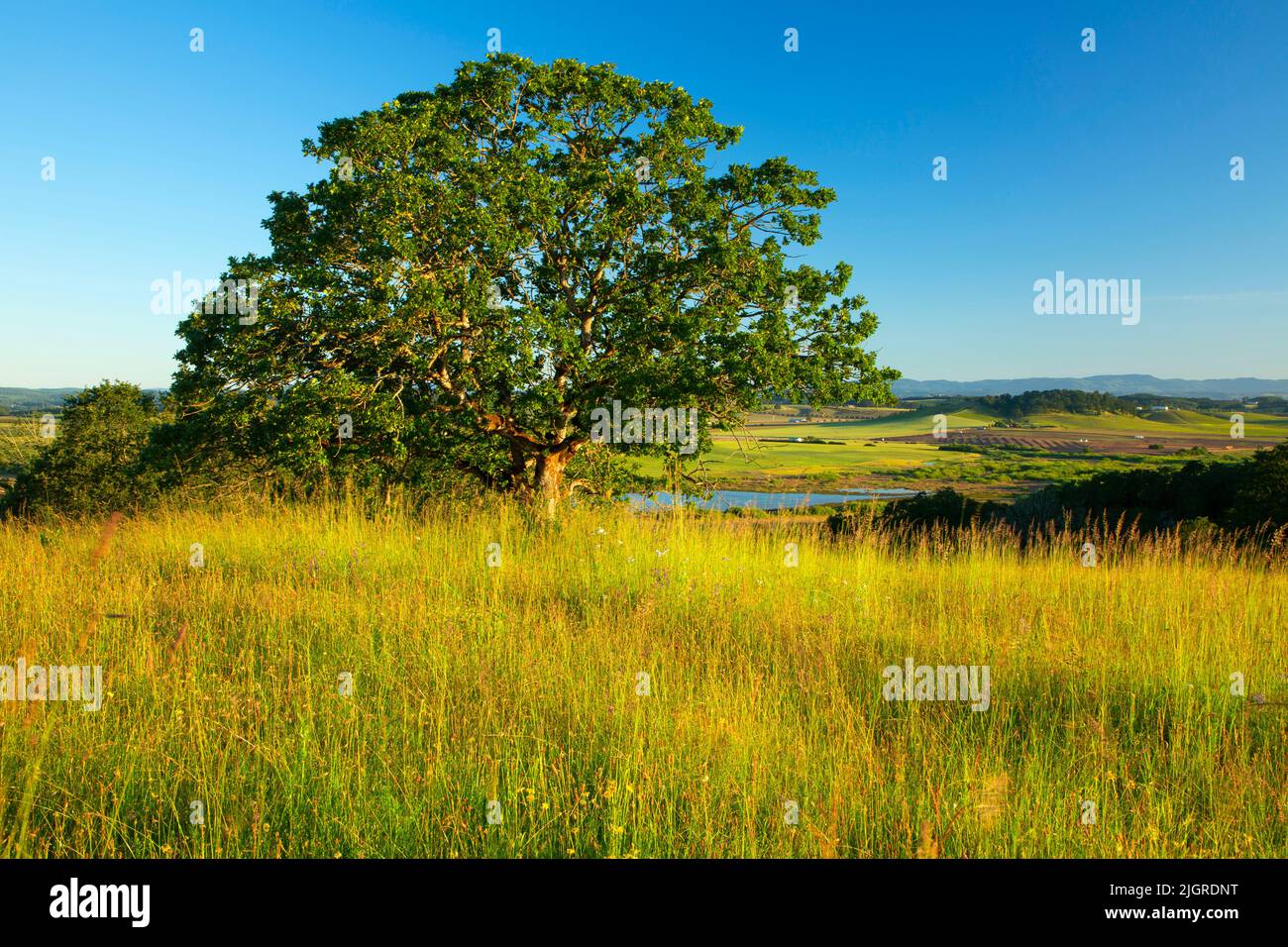 Oak grassland, Baskett Slough National Wildlife Refuge, Oregon Stock ...