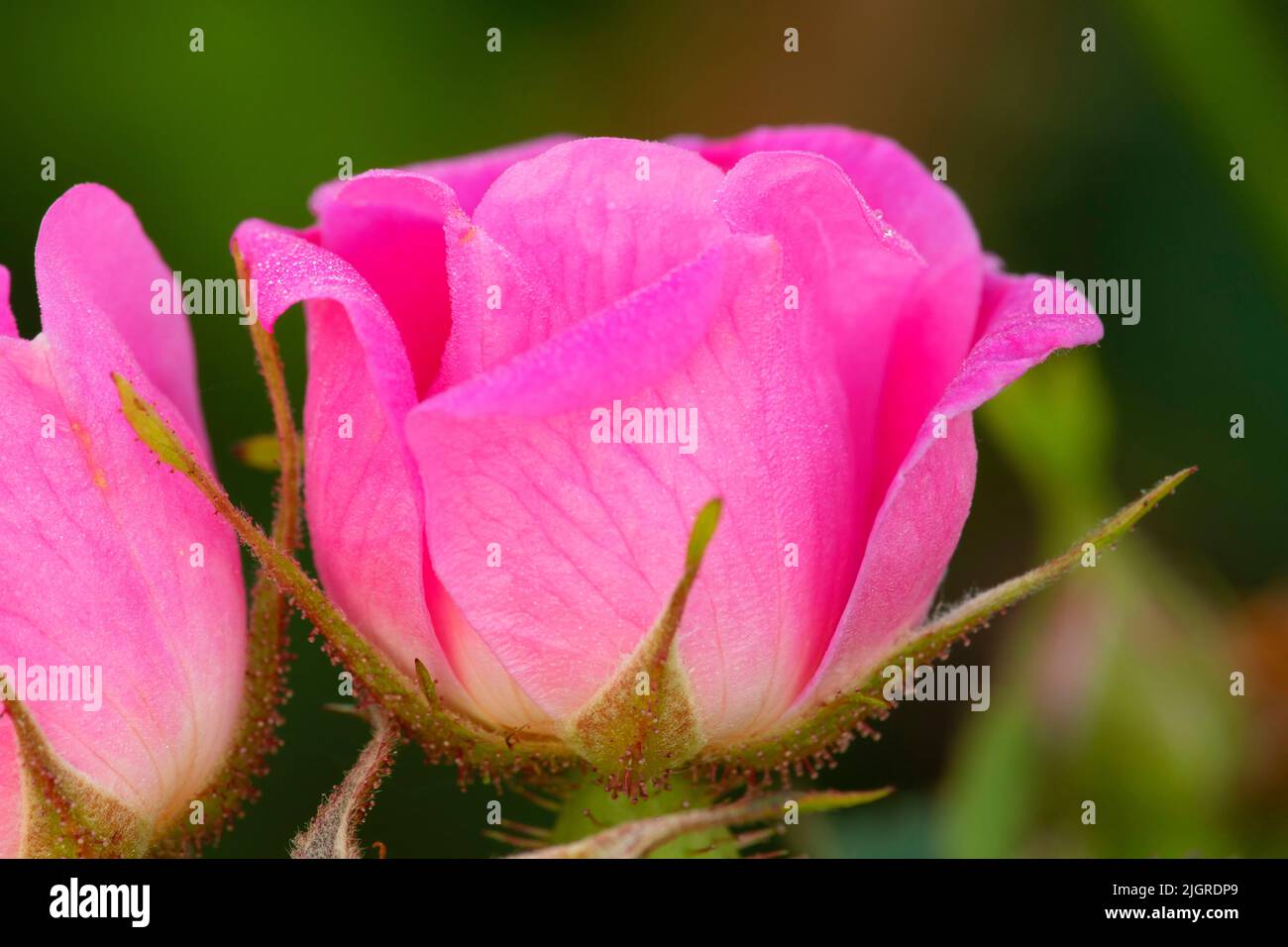 Wild rose, Baskett Slough National Wildlife Refuge, Oregon Stock Photo ...