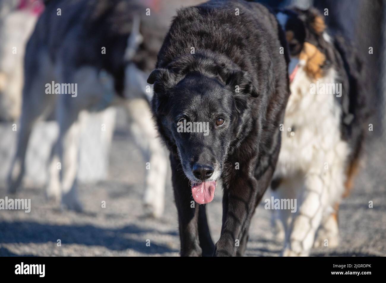 A black dog walking outdoors Stock Photo - Alamy