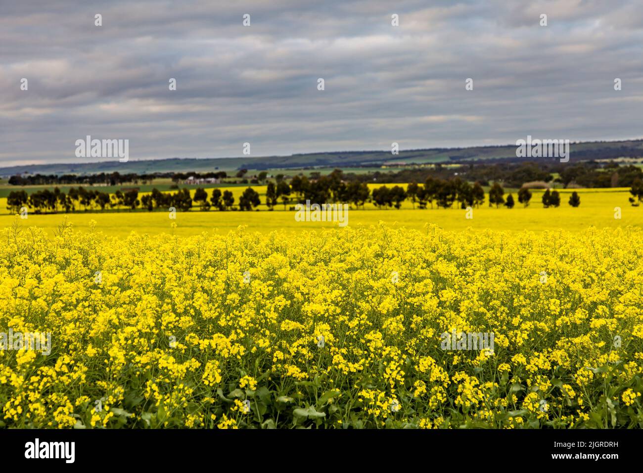 A canola field in Callington, South Australia on a cloudy day Stock ...