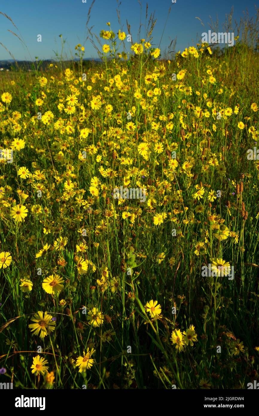Common madia (Madia elegans), Baskett Slough National Wildlife Refuge ...