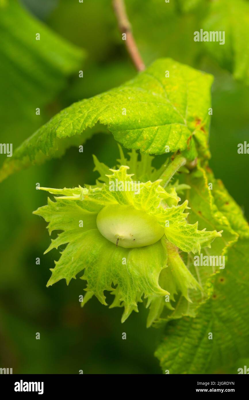 Hazel nuts, Willamette Mission State Park, Oregon Stock Photo - Alamy