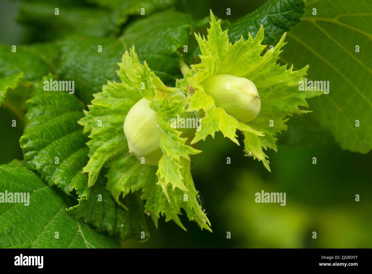 Hazel nuts, Willamette Mission State Park, Oregon Stock Photo - Alamy