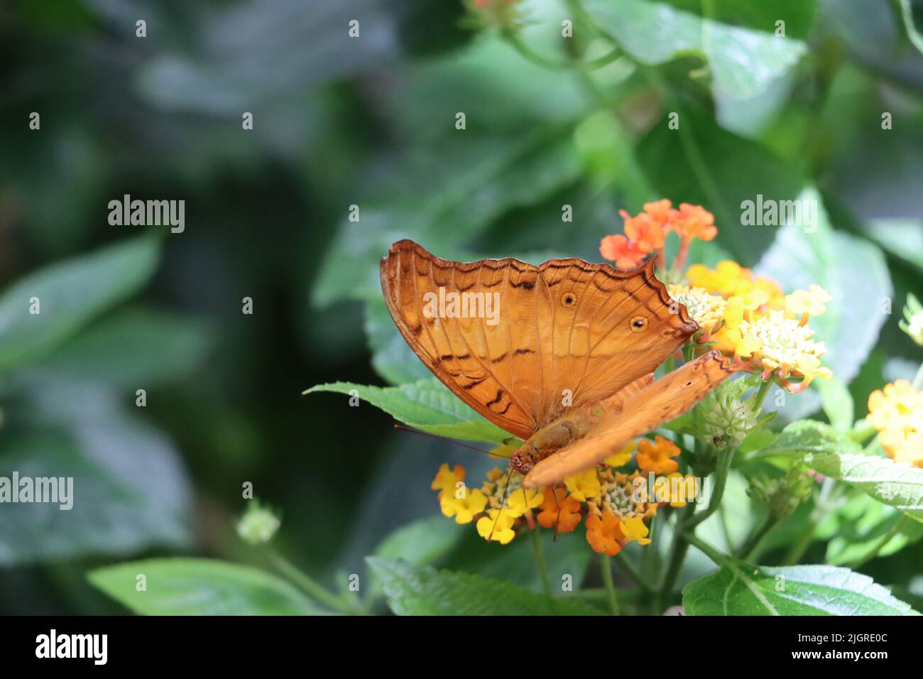 Orange brown male butterfy. Called common cruiser butterfly living in ...