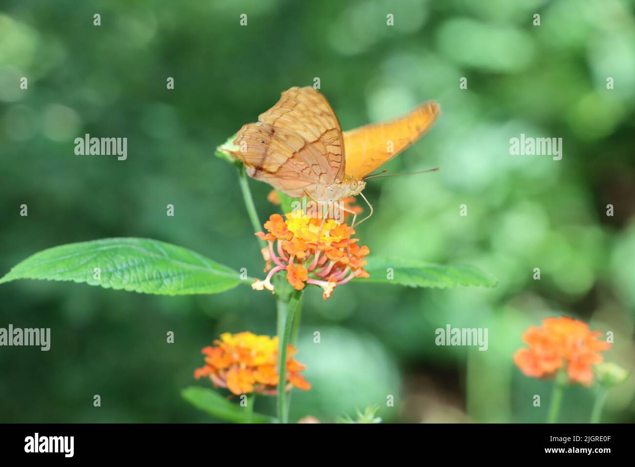 Orange brown male butterfy. Called common cruiser butterfly living in ...