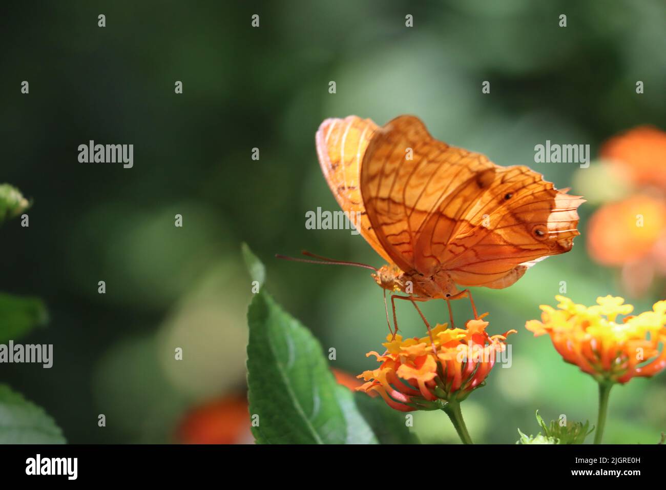 Orange brown male butterfy. Called common cruiser butterfly living in ...
