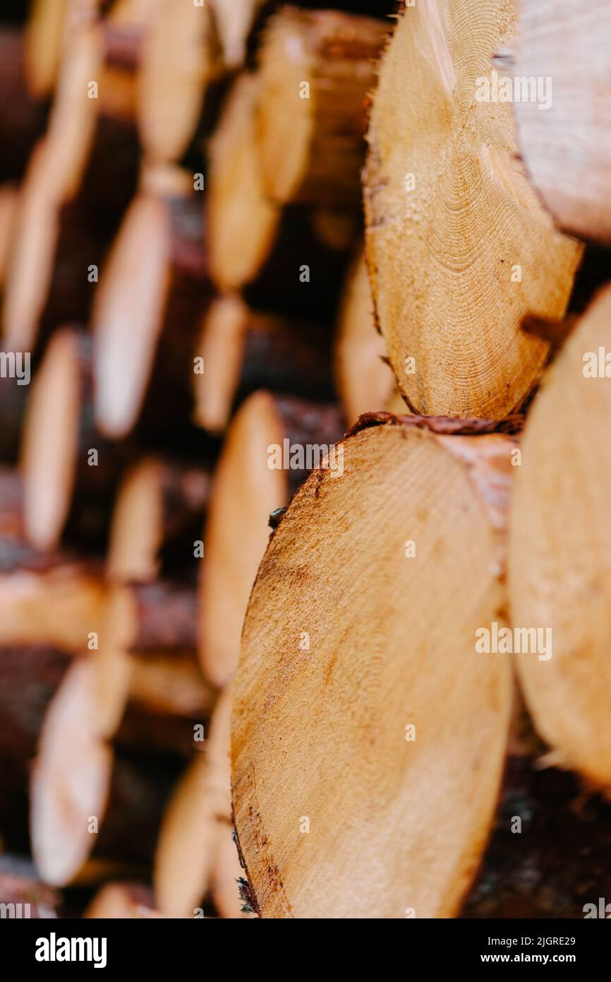 A vertical shot of the forestry logs background. Schwarzwald, Germany ...
