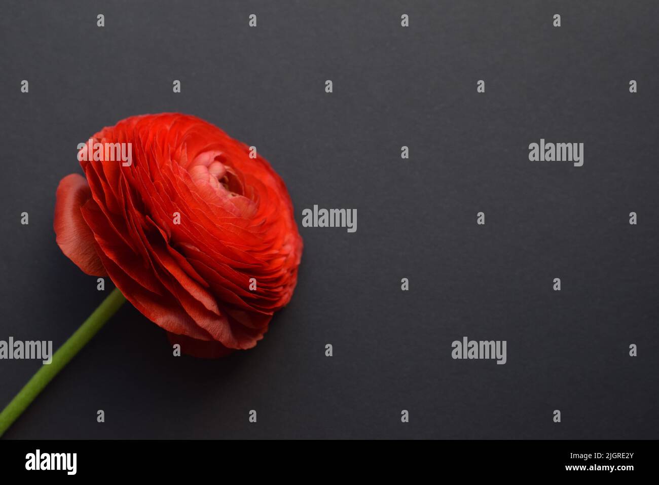 One beautiful ranunculus flower of red color on a black background ...