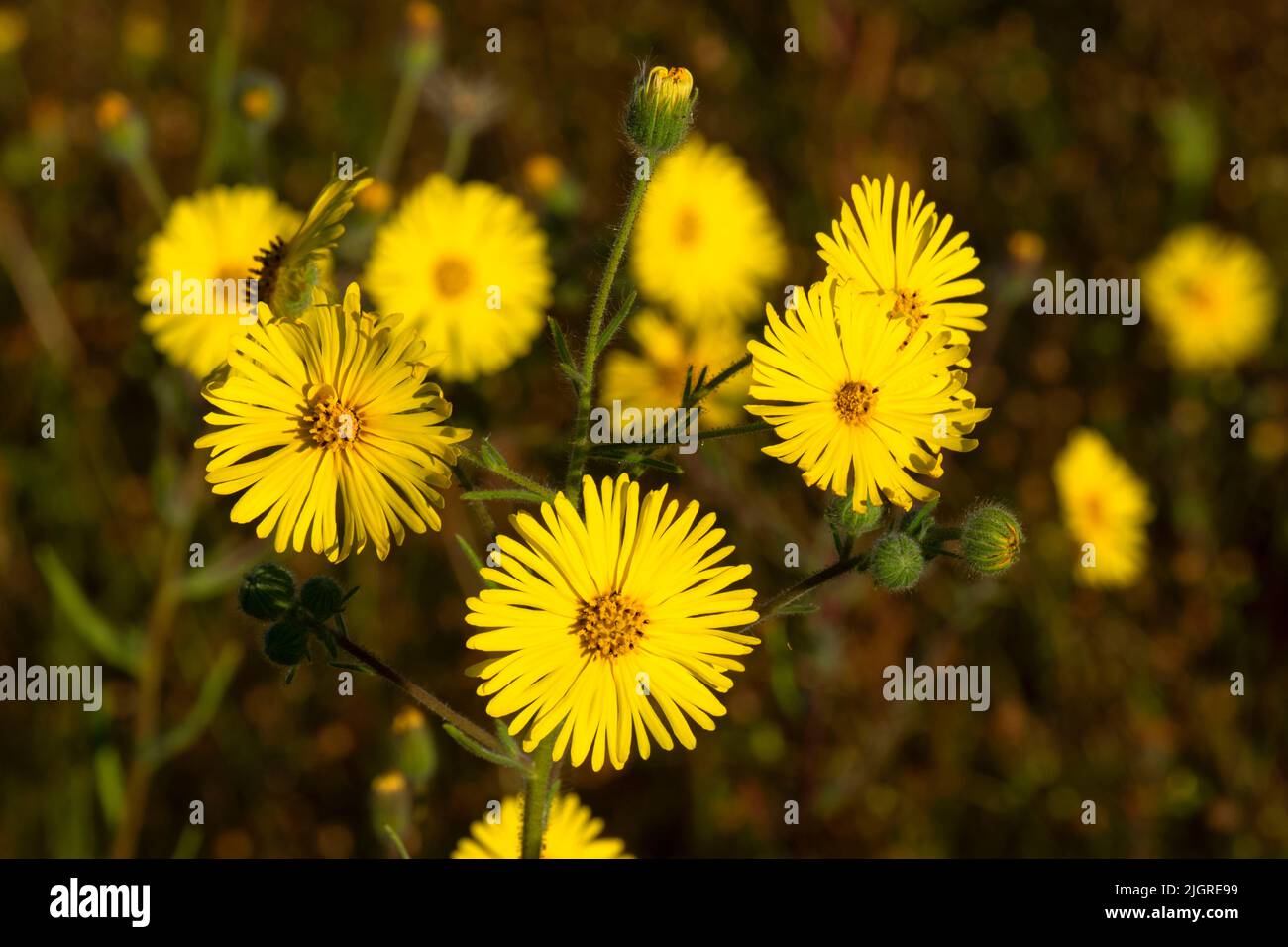 Common madia (Madia elegans) on Baskett Butte along Rich Guadagno ...