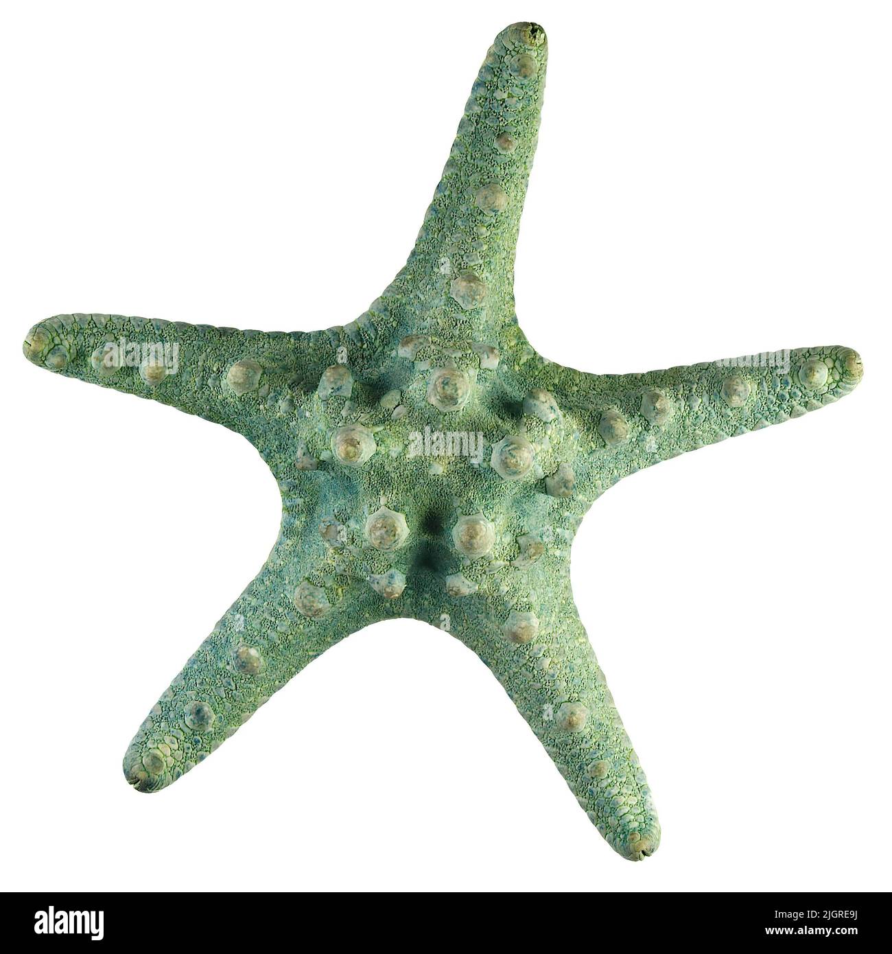 Green starfish isolated on a white background Stock Photo - Alamy