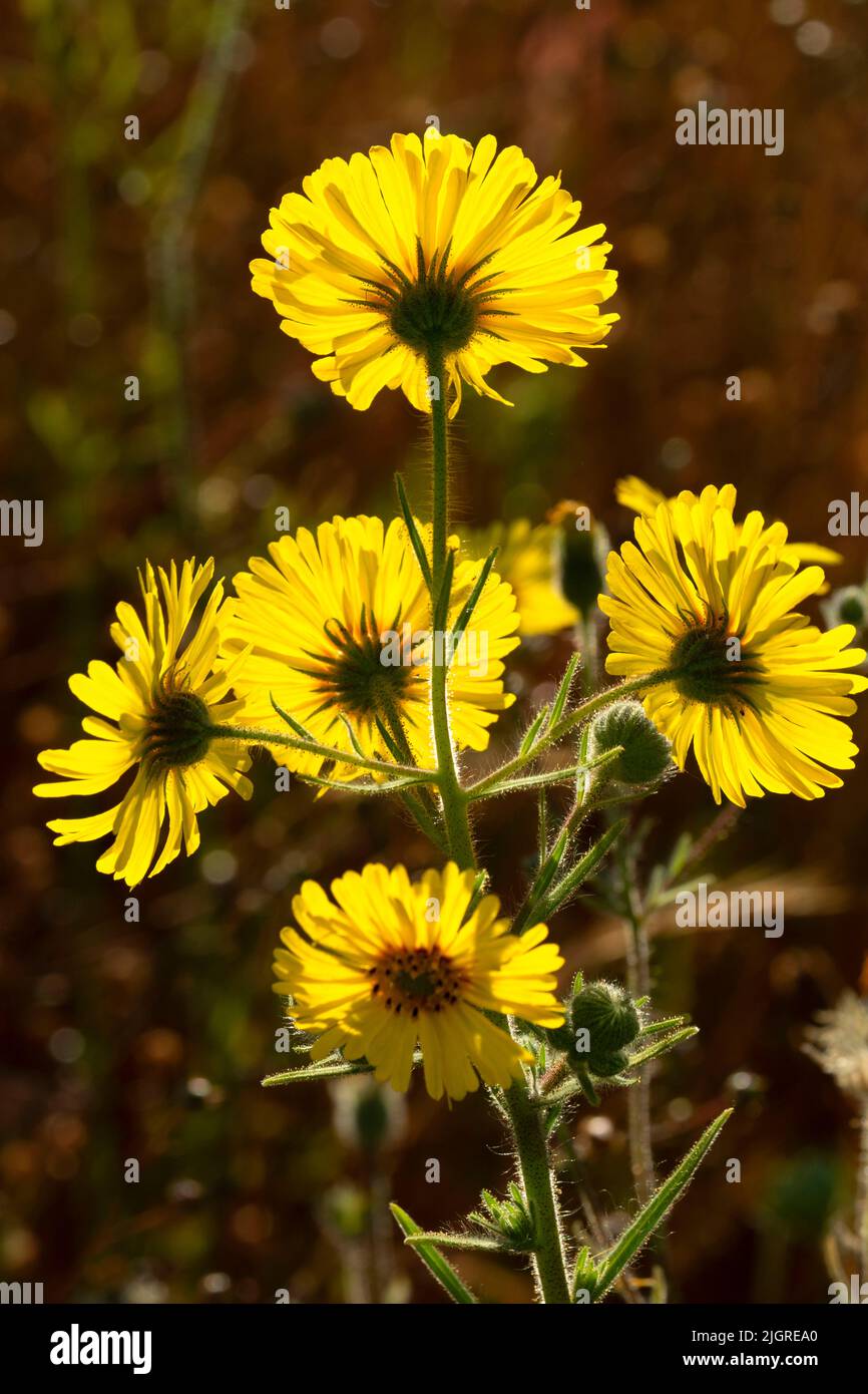 Common madia (Madia elegans) on Baskett Butte along Rich Guadagno ...
