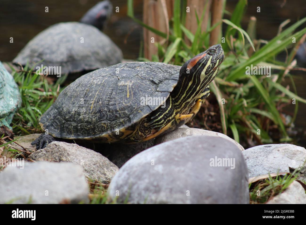 Group red eared sliders hi-res stock photography and images - Alamy