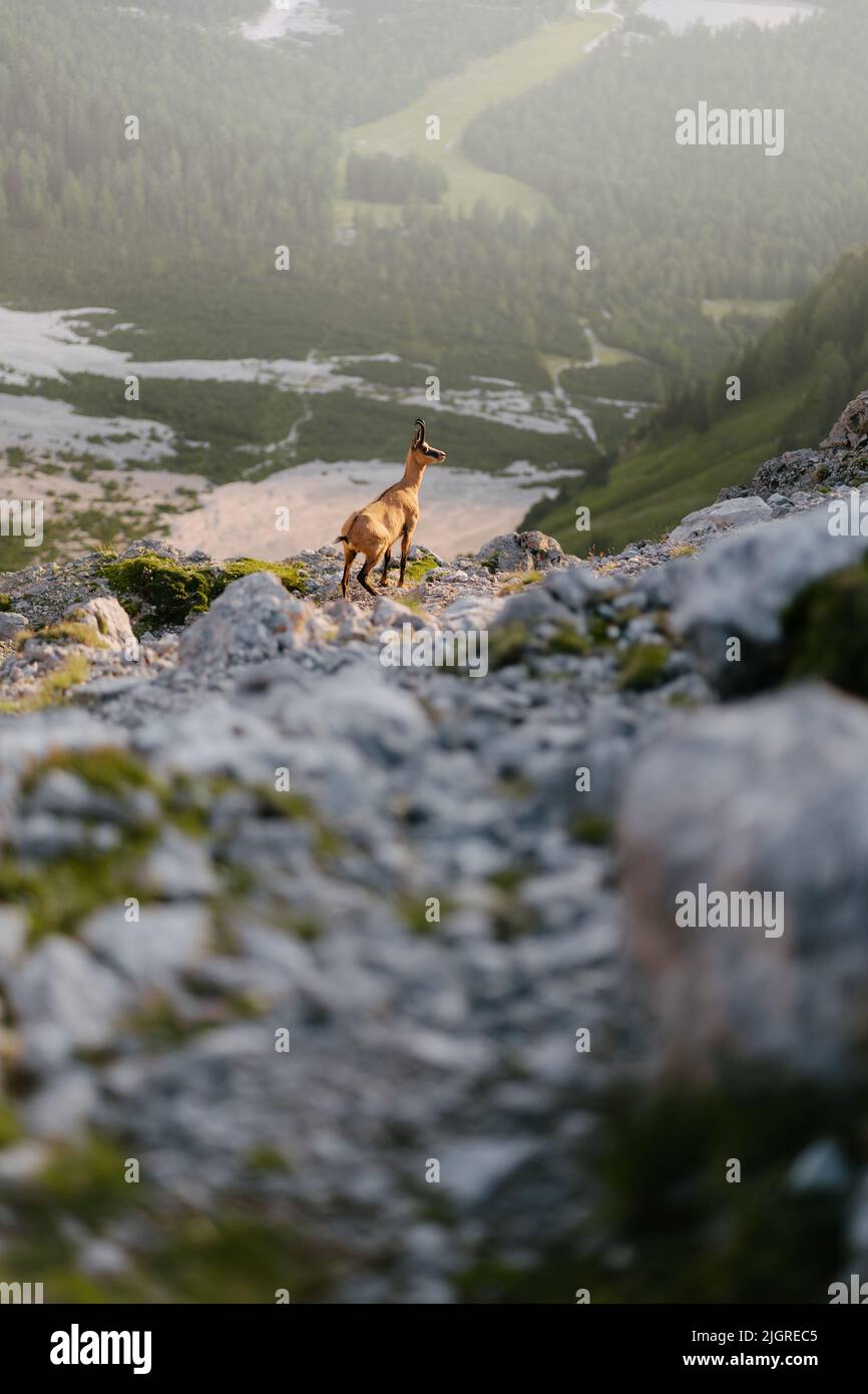A vertical shot of a capra goat in the field Stock Photo - Alamy