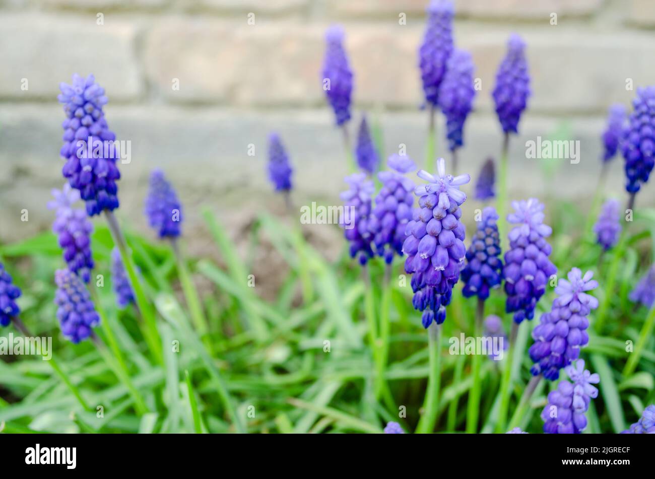Muscari armeniacum grape hyacinth growing in a clump in a garden Stock ...