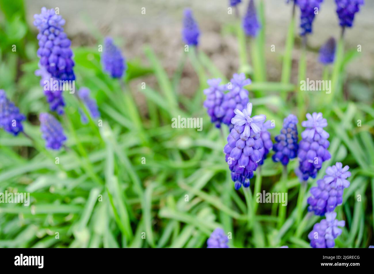 A closeup shot of Muscari armeniacum grape hyacinth growing in a clump ...