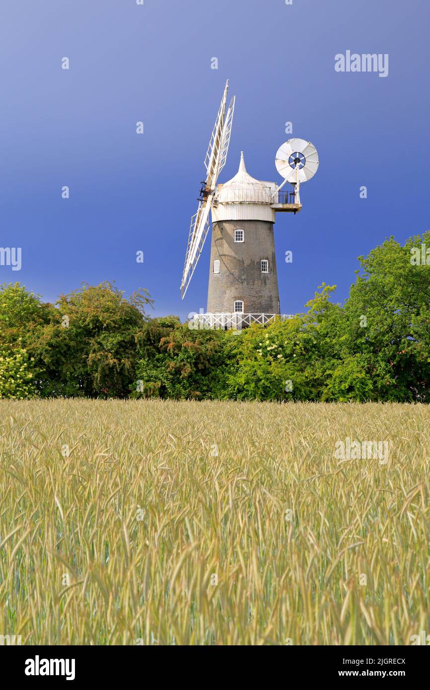 Bircham windmill behond a wheat field, Great Bircham, Norfolk, England ...
