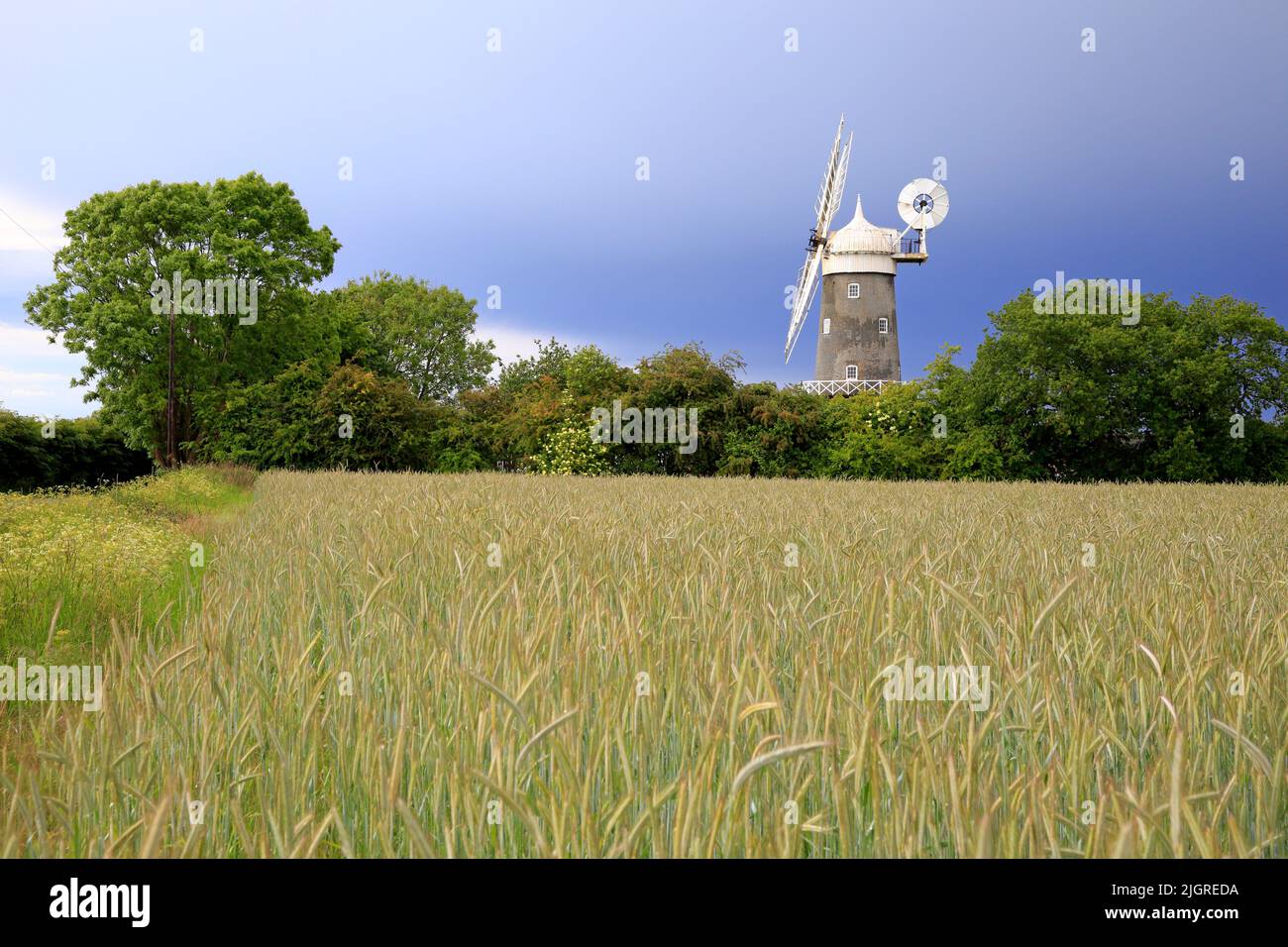 Bircham windmill behond a wheat field, Great Bircham, Norfolk, England ...