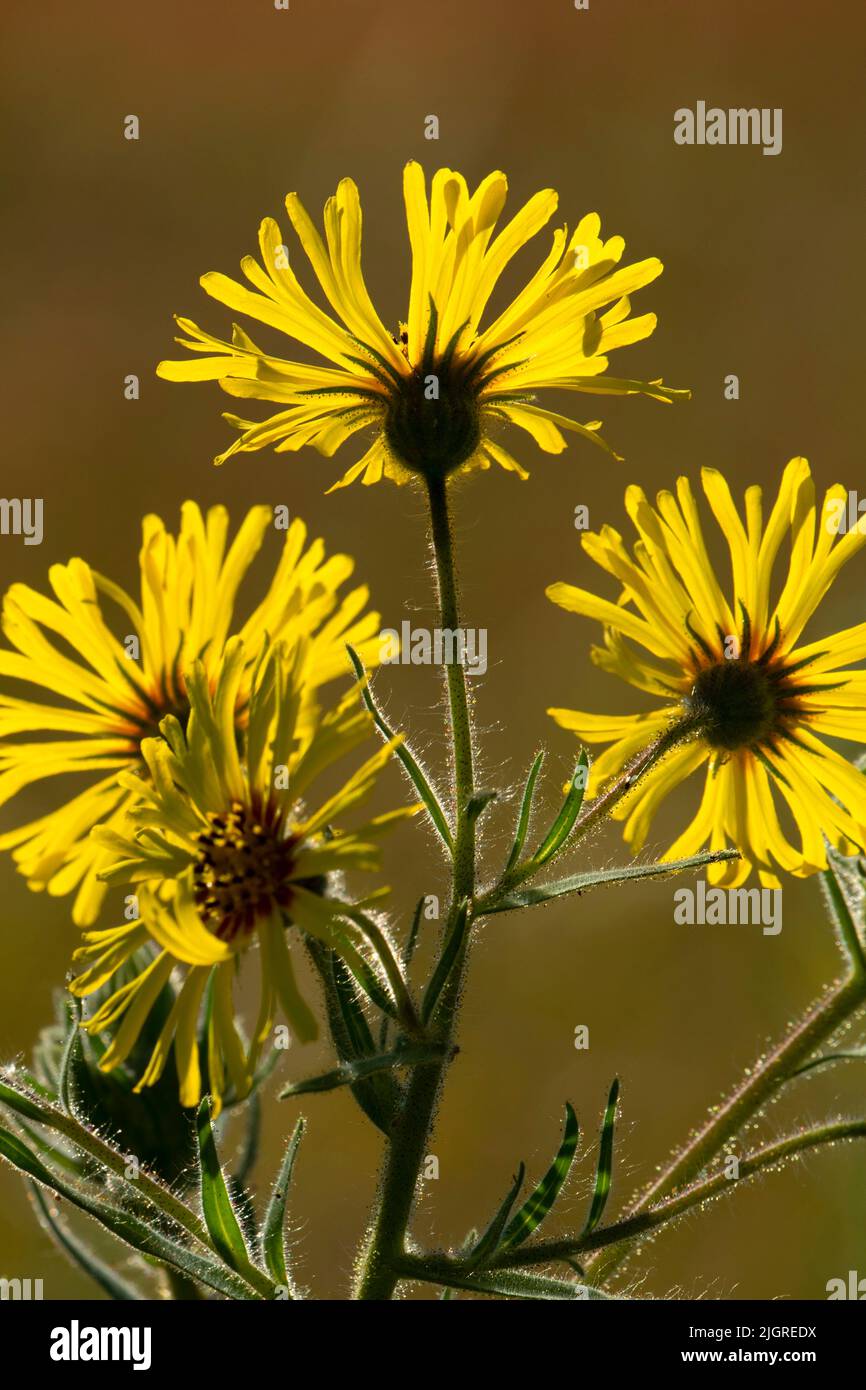 Common madia (Madia elegans) on Baskett Butte along Rich Guadagno ...
