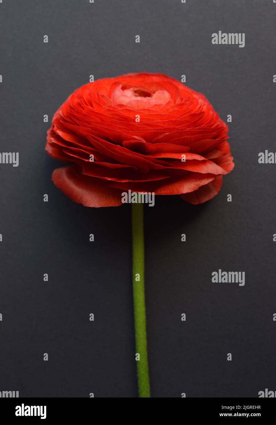 One beautiful ranunculus flower of red color on a black background ...