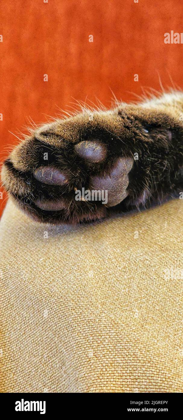 Furry foot hi-res stock photography and images - Alamy