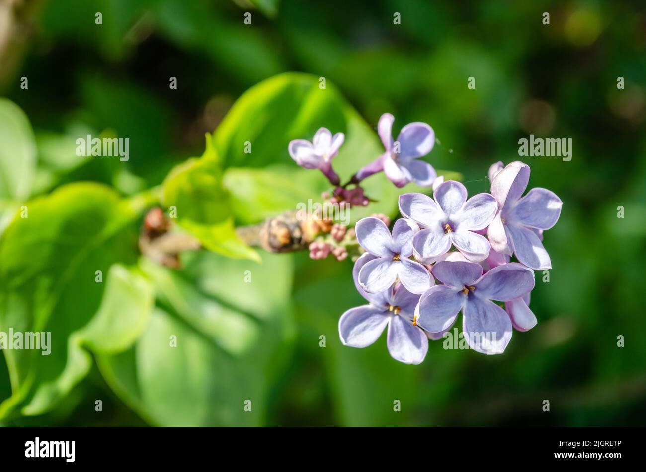 A close-up shot of a lilac in a green blur Stock Photo - Alamy