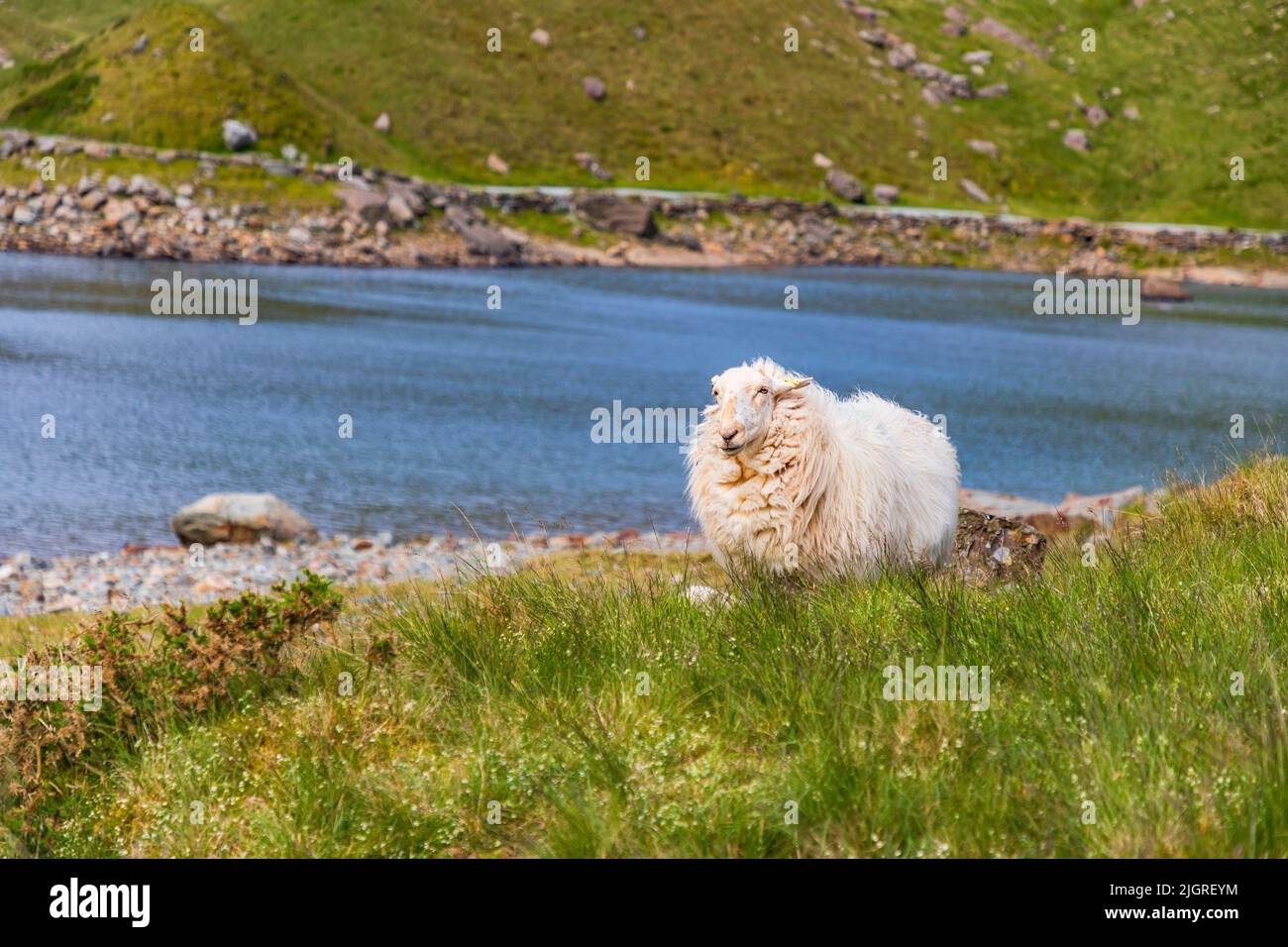 Snowdon mountain sheep hi-res stock photography and images - Alamy